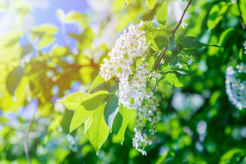 Spring Flowering of the Cherry Tree Stock Photo - Image of blooming ...