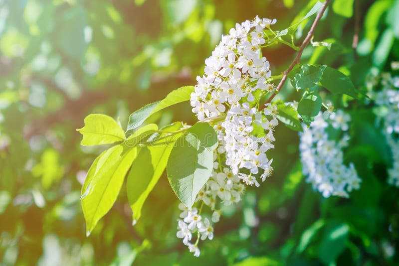 Spring Flowering of the Cherry Tree Stock Photo - Image of ecology ...
