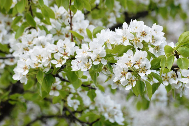 Spring flowering trees stock image. Image of blossom - 247415399
