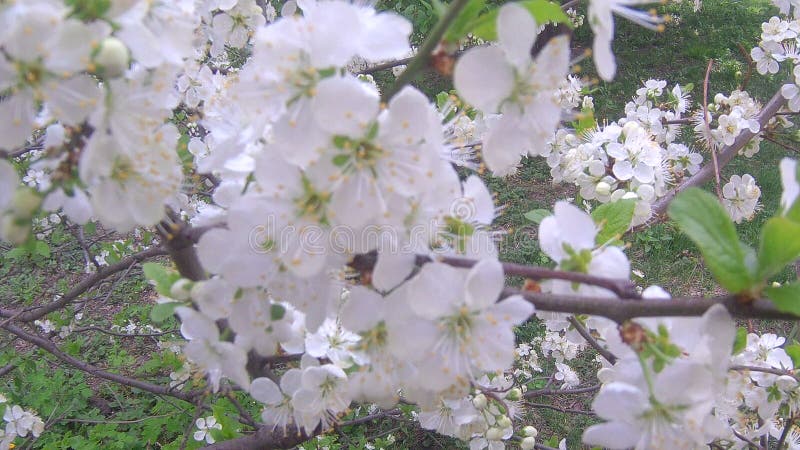Spring flowering trees stock video. Video of natural - 247416889