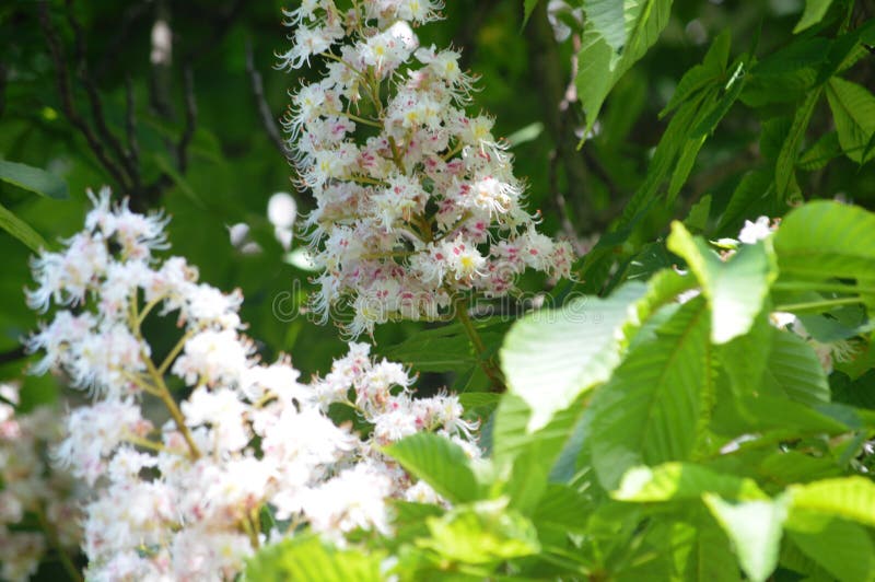 Spring flowering chestnut stock image. Image of flower - 248644523