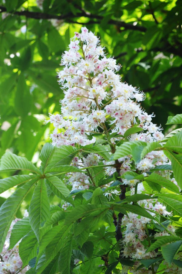 Spring flowering chestnut stock photo. Image of bloom - 248644532