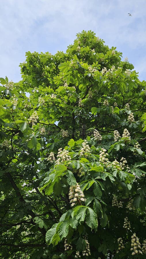 Spring Flowering Chestnut Tree on Blue Sky Background Stock Photo ...