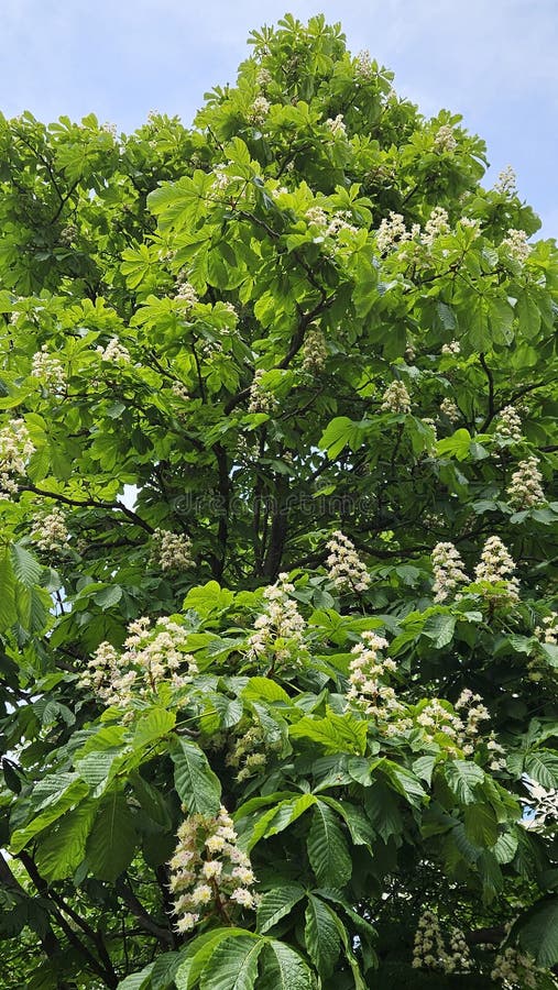 Spring Flowering Chestnut Tree on Blue Sky Background Stock Photo ...