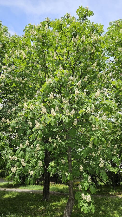 Spring Flowering Chestnut Trees on Blue Sky Background Stock Photo ...