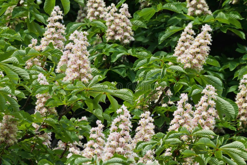 Spring flowering chestnut stock photo. Image of park - 78735034