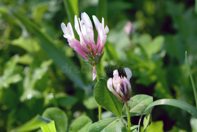 Spring flowering of clover stock image. Image of flowering - 111447239
