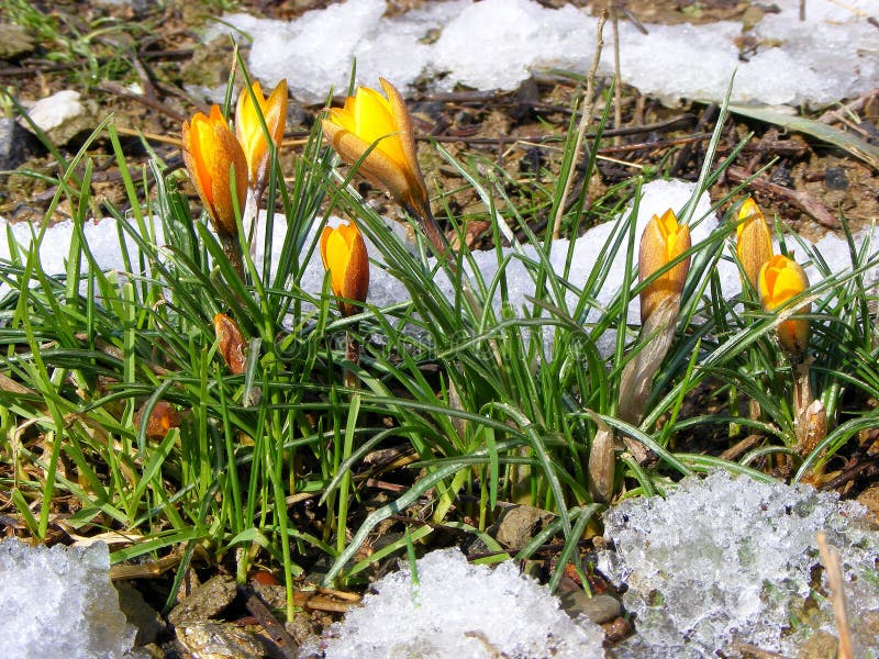 Spring flowering crocus stock photo. Image of flowers - 86664802