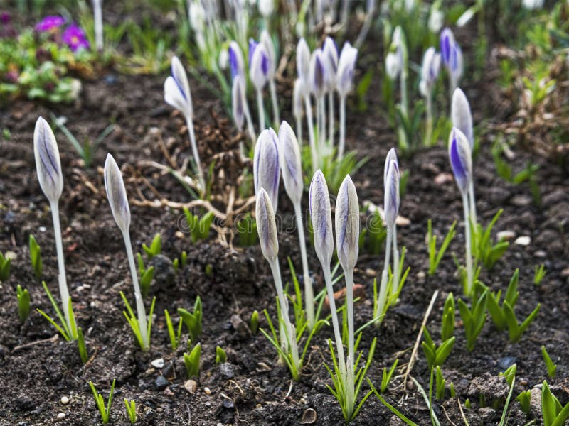 Spring Flowering Crocus Plants Stock Image - Image of spring, plants ...