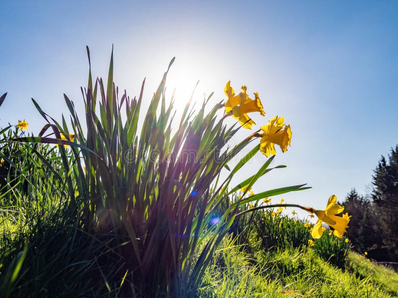 Spring flowering daffodils stock photo. Image of fresh - 215134516