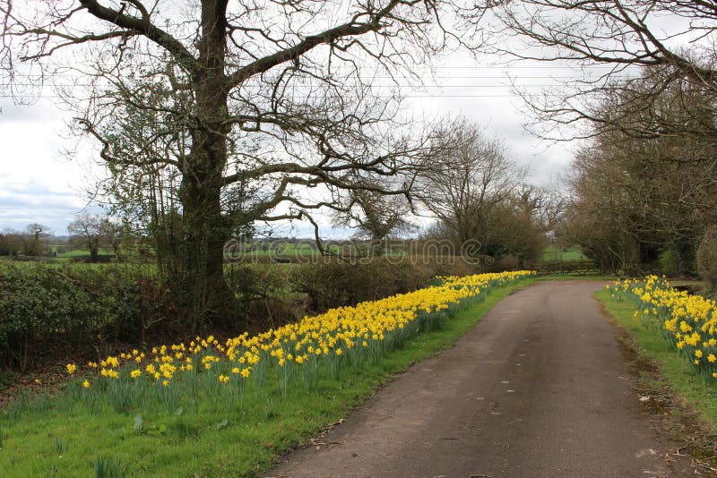 Spring Flowering Daffodils stock photo. Image of sides - 89028040 Spring Flowering Daffodils stock photo. Image of sides - 89028040