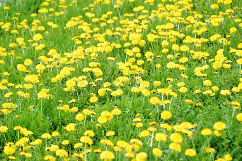 Spring Flowering Dandelions Stock Photo - Image of freedom, fluffy ...