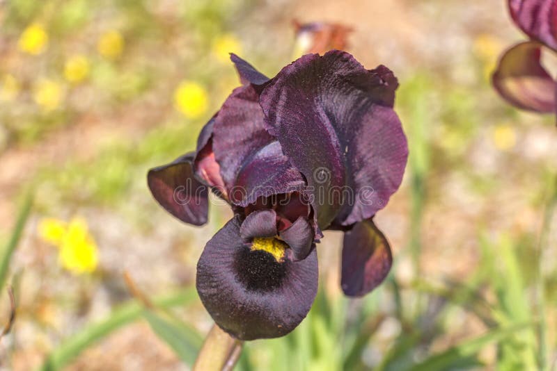 Spring Flowering Dark Violet Iris. Stock Photo - Image of botany ...