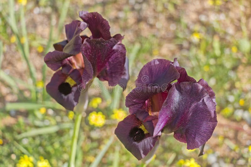 Spring Flowering Dark Violet Iris. Stock Photo - Image of irises ...