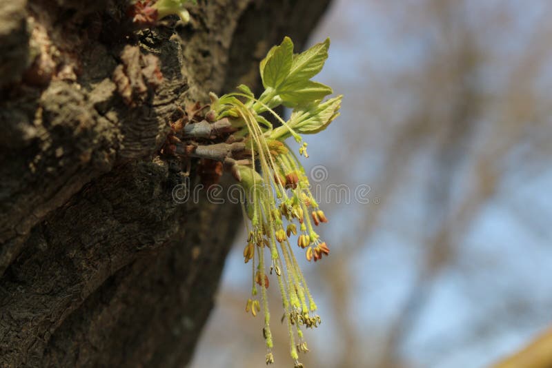 Spring Flowering of Deciduous Trees. Stock Photo - Image of bush ...