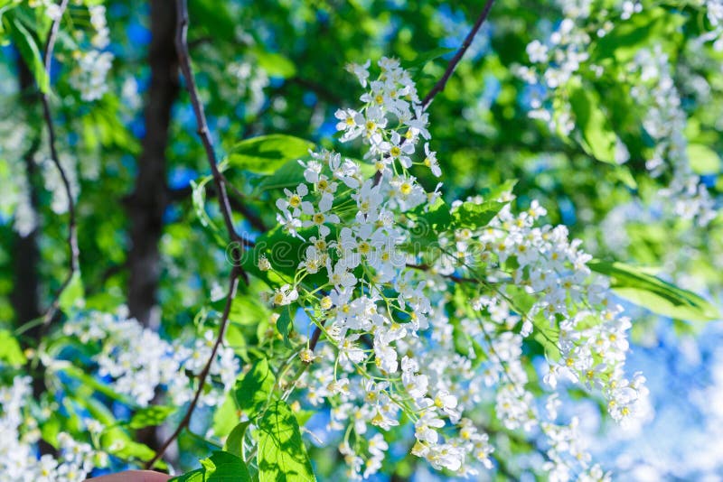 Spring Flowering of Fertile Trees. Branch of a Tree. Stock Photo ...