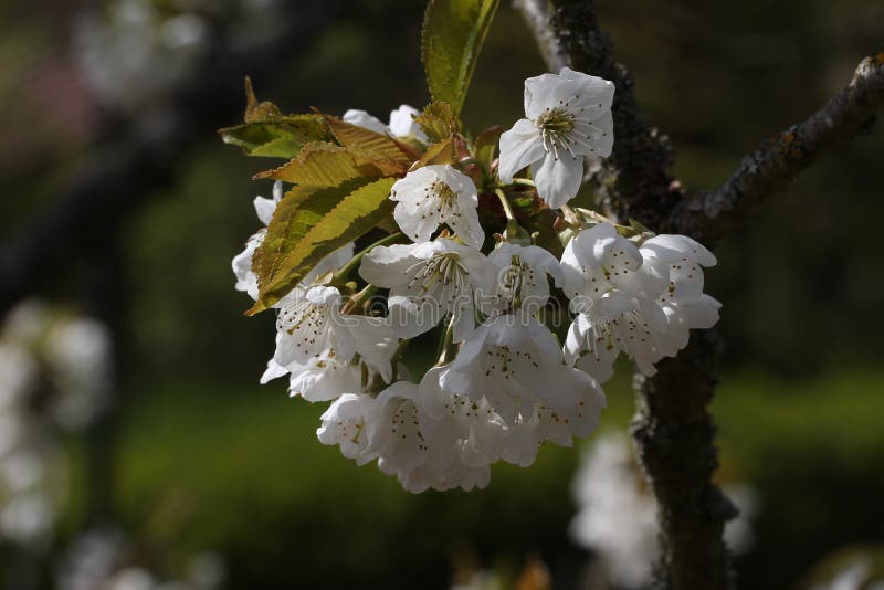 Spring Flowering of Fruit Trees Stock Image - Image of blossom, leaf ...