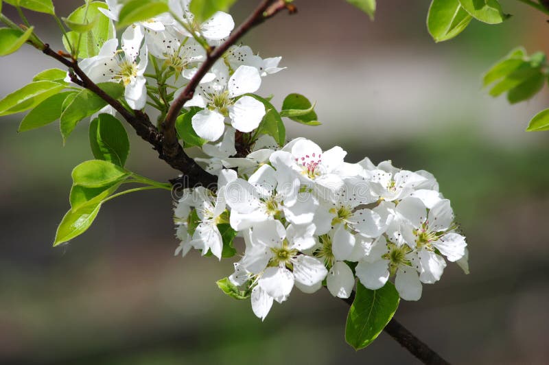 Spring Flowering of Fruit Trees Close Up Stock Image - Image of petal ...