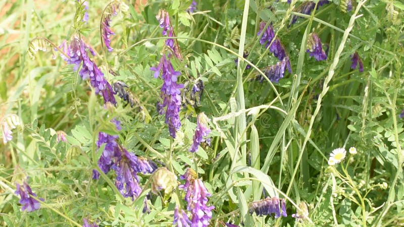 Spring. Flowering Grass Mouse Pea. Stock Video - Video of summer ...