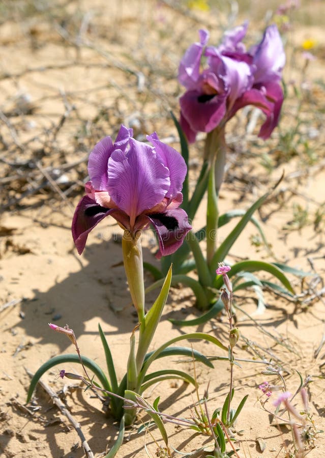 Negev iris or Iris Mariae stock photo. Image of spring - 245954092