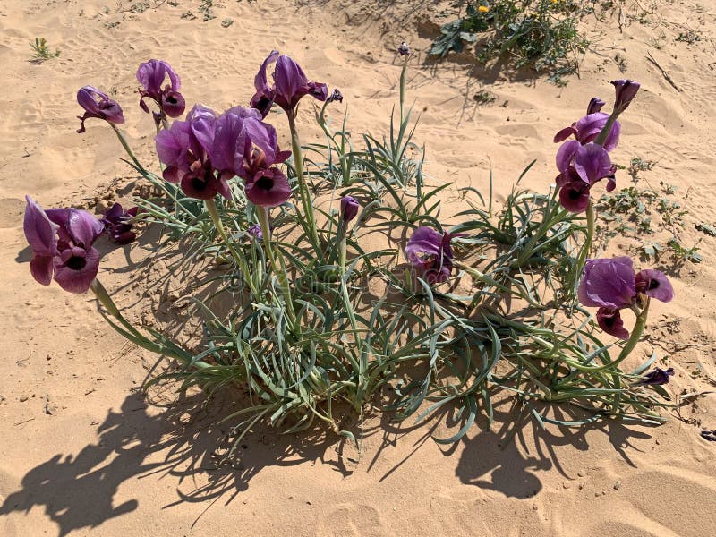 Negev iris or Iris Mariae stock photo. Image of closeup - 247861864