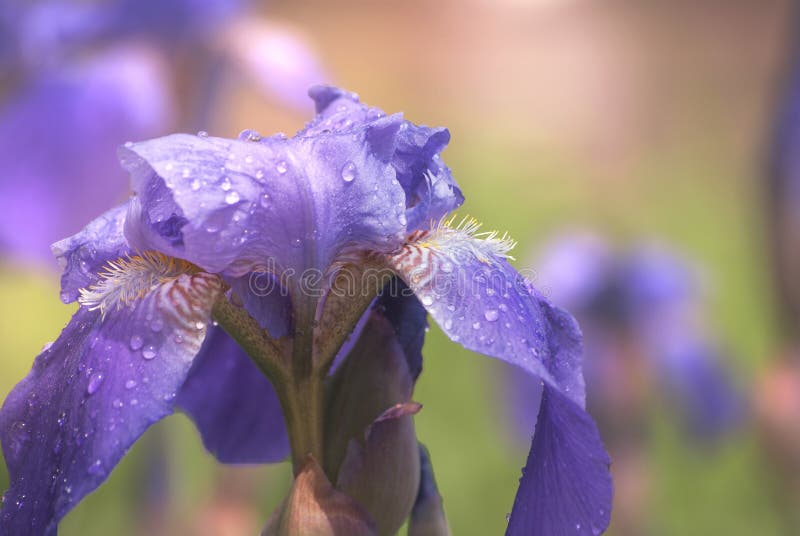 Spring Flowering of Iris in Rain Drops Close-up Stock Image - Image of ...