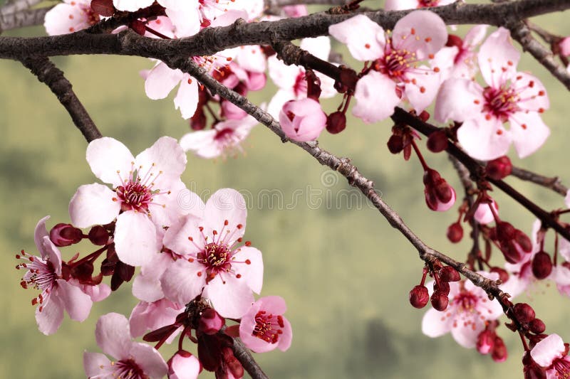 Spring Flowering Japanese Tree Sakura Stock Photo - Image of japan ...
