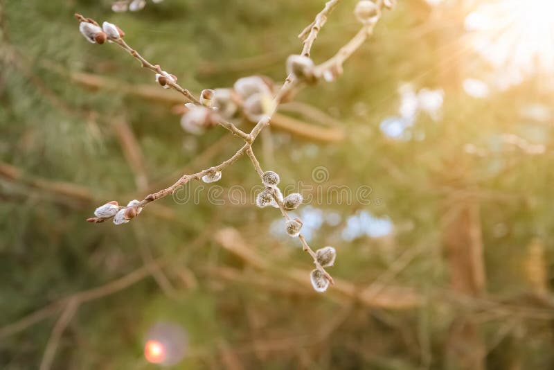 Spring flowering of kidney stock photo. Image of bright - 215616918