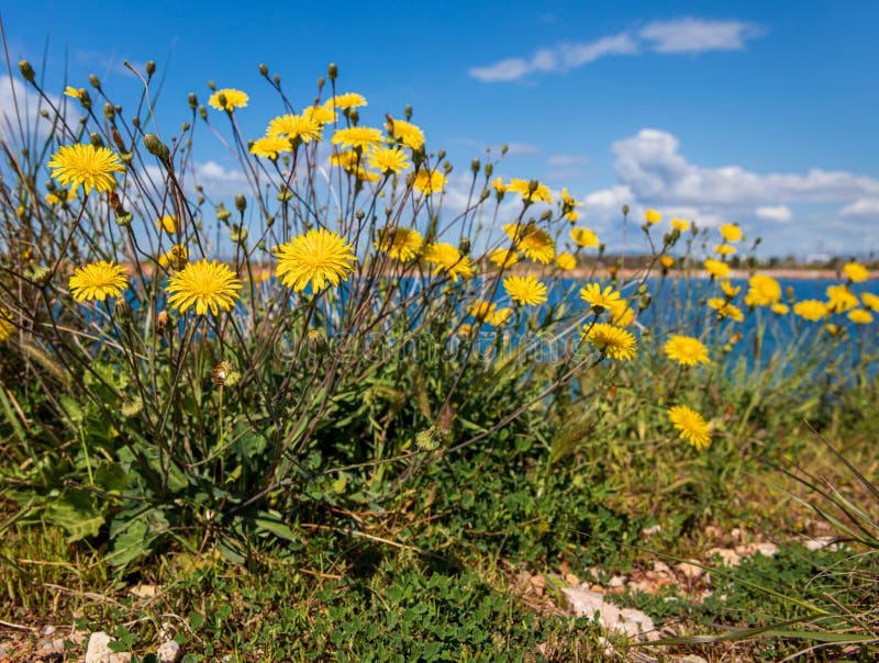 Spring Flowering Leontodon Hispidus Plant Known As Bristly Hawkbit and ...