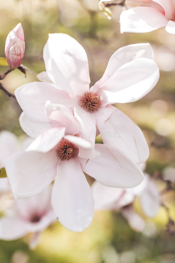 Spring Flowering Magnolia Tree in Close Plan Stock Image - Image of ...