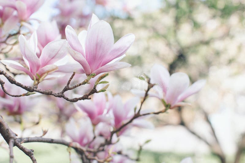 Spring Flowering Magnolia Tree in Close Plan Stock Image - Image of ...