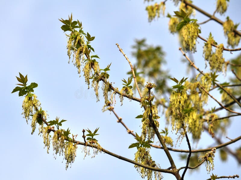 Flowering Maple on a Branch of a Tree Stock Photo - Image of young ...