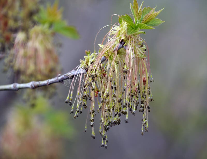 Flowering Maple on a Branch of a Tree Stock Photo - Image of spring ...