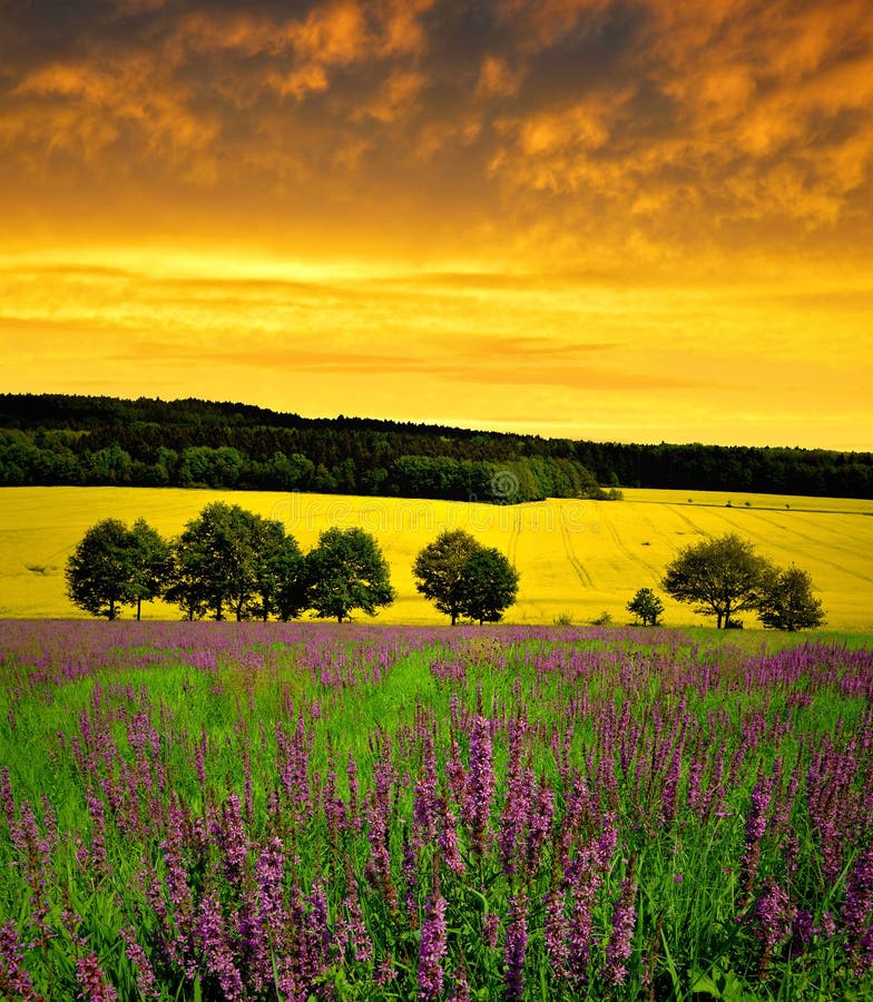 Spring flowering meadow stock image. Image of lone, lonely - 46044827