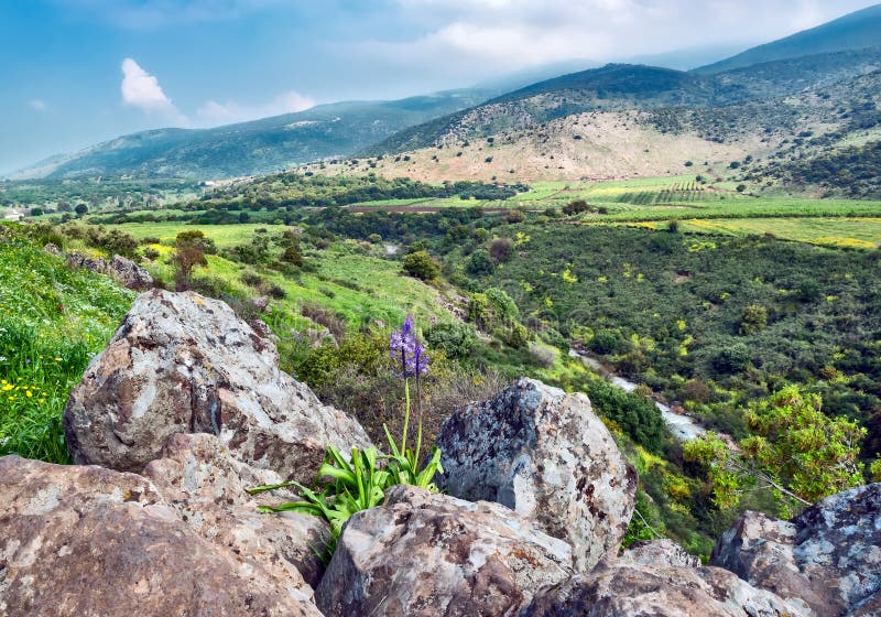 Spring Flowering in Northern Israel. Stock Photo - Image of stones ...