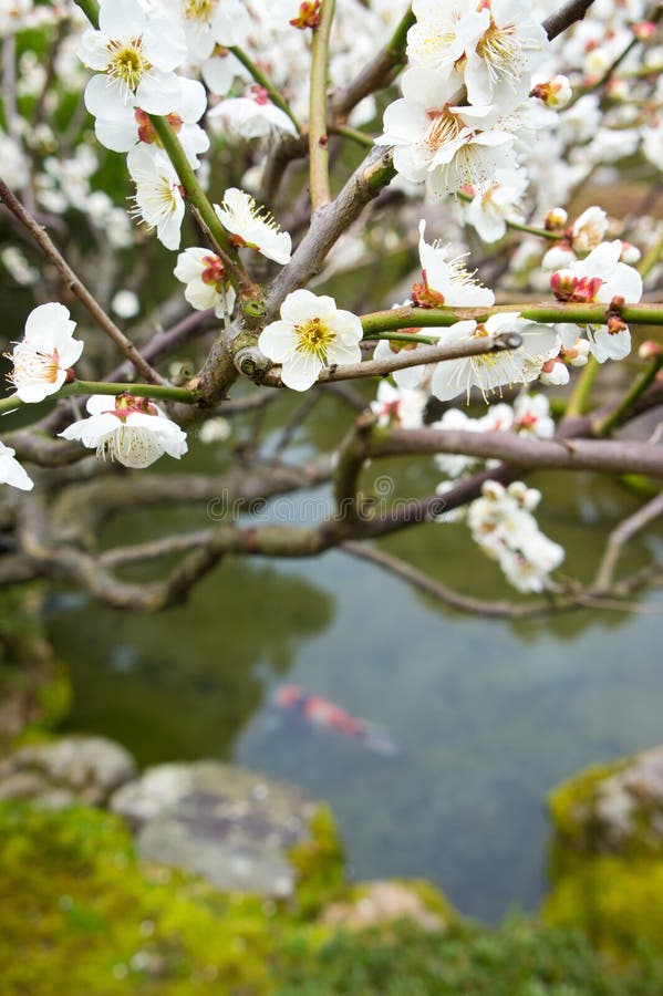 Spring Flowering Peach Tree Stock Photo - Image of beginnings, life ...
