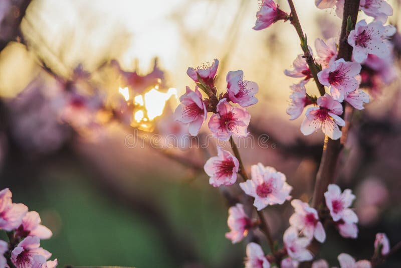 Spring Flowering of a Peach Tree. Pink Flowers on a Sunset Background ...
