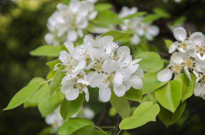 Flowering pear tree stock photo. Image of beauty, fruity - 251271162
