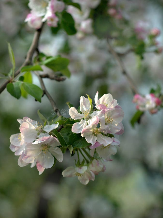 Spring flowering of pear stock image. Image of pink, nature - 53764603