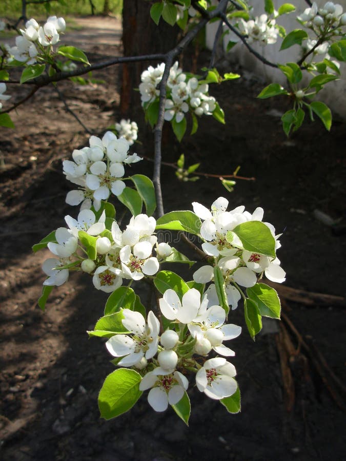 Spring stock image. Image of spring, white, pear, garden - 46845717