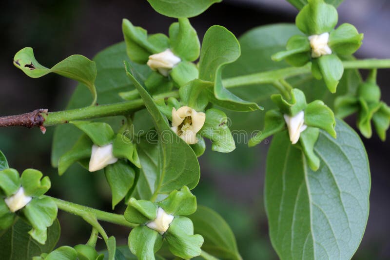 Spring Flowering of Persimmons Stock Photo - Image of food, kaki: 320230758