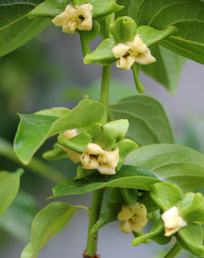 Spring Flowering of Persimmons Stock Image - Image of nature, leaf ...