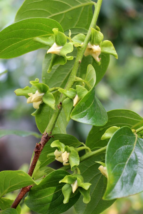 Spring Flowering of Persimmons Stock Photo - Image of food, botany ...
