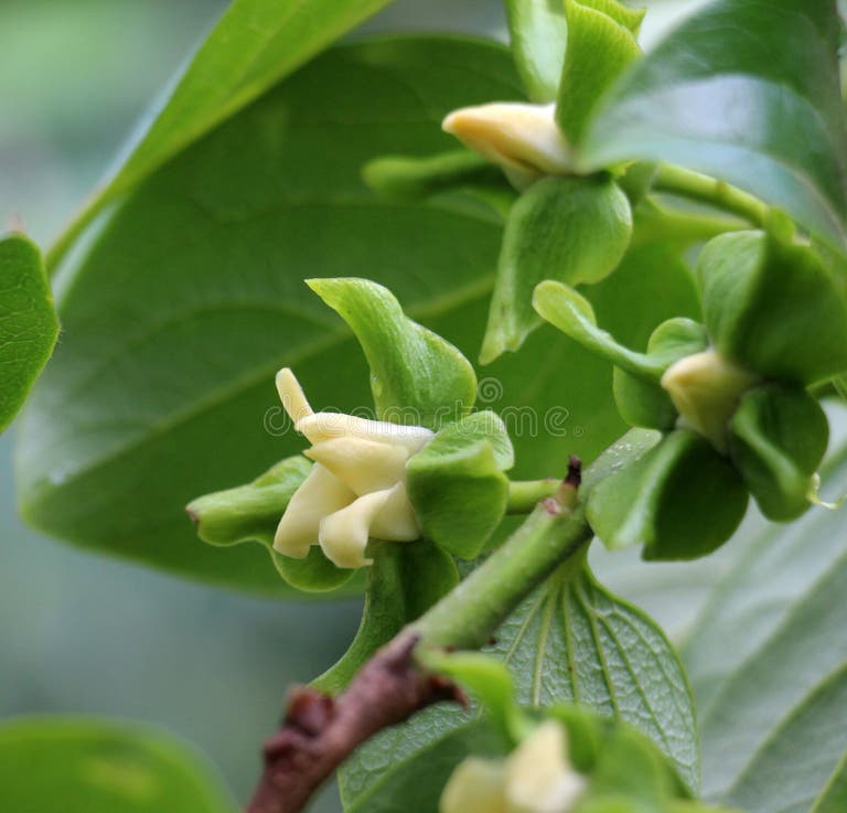 Spring Flowering of Persimmons Stock Image - Image of blossoms, fruit ...