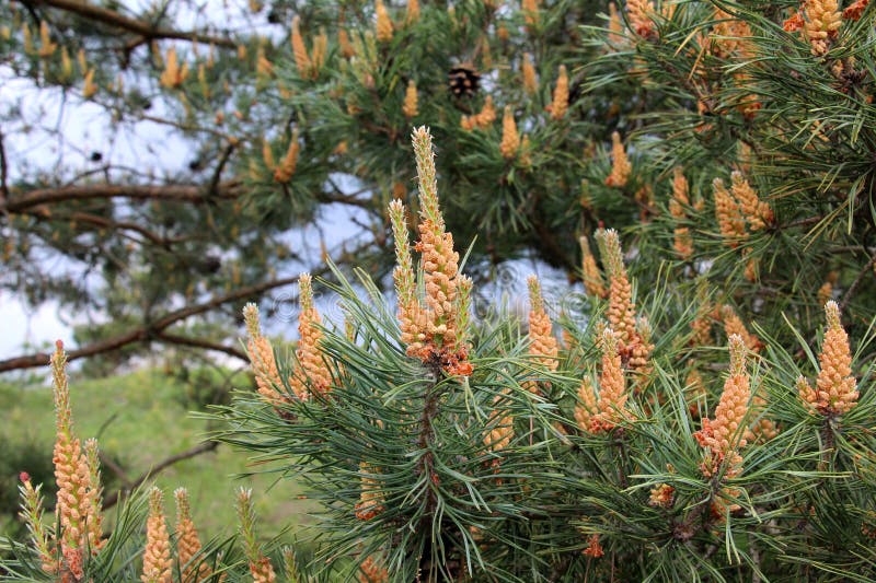 Spring Flowering of a Pine Tree Stock Image - Image of closeup, pine ...