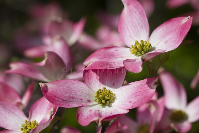 Spring Flowering Dogwood Southern Landscape Stock Image - Image of ...