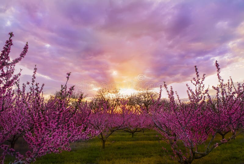 Spring Flowering Pink Peach Garden. Incredible Spectacle of Slender ...