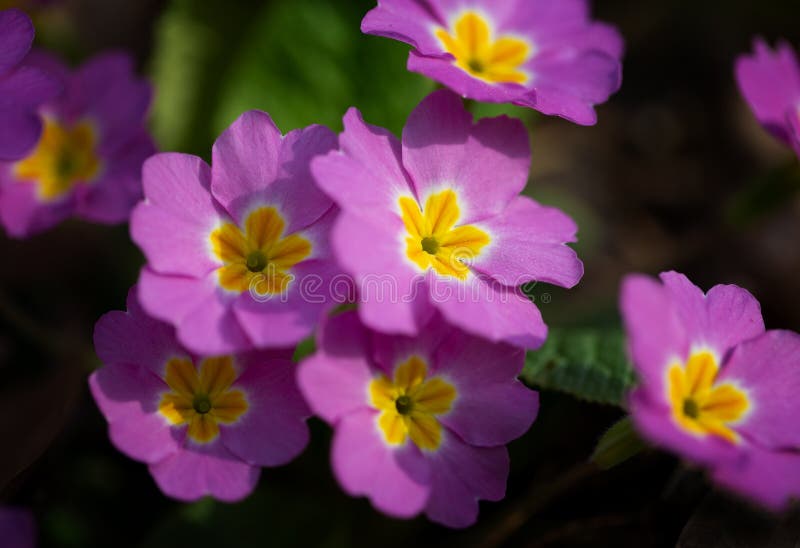 Spring Flowering Pink Primrose in the Forest Stock Photo - Image of ...