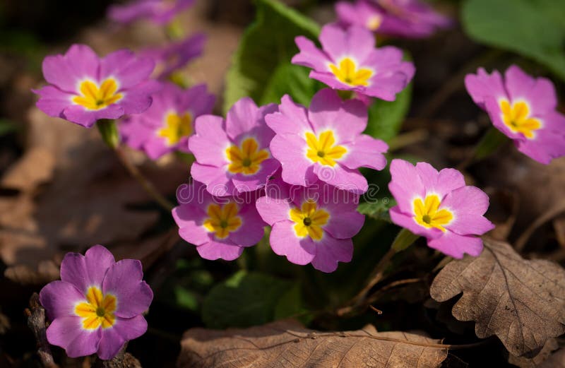 Spring Flowering Pink Primrose in the Forest Stock Photo - Image of ...