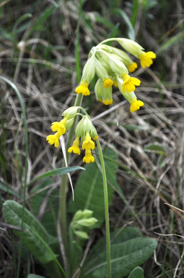 Spring Flowering Primula Veris Stock Photo - Image of spring ...